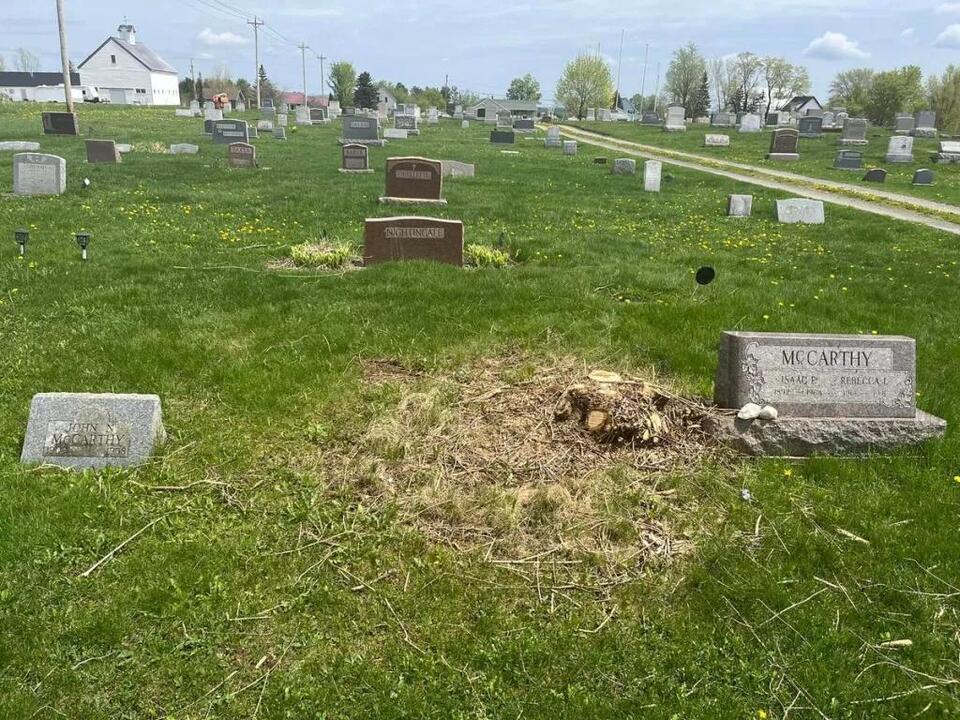 Families question Patten’s decision to chop down cemetery plants