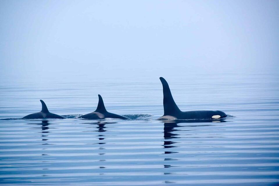 The Science Behind Orca Dialects and Family Bonds - NewsBreak