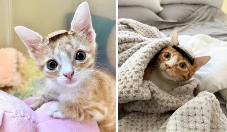 Abandoned Kitten with Rare Condition Wears Helmet for Protection ...