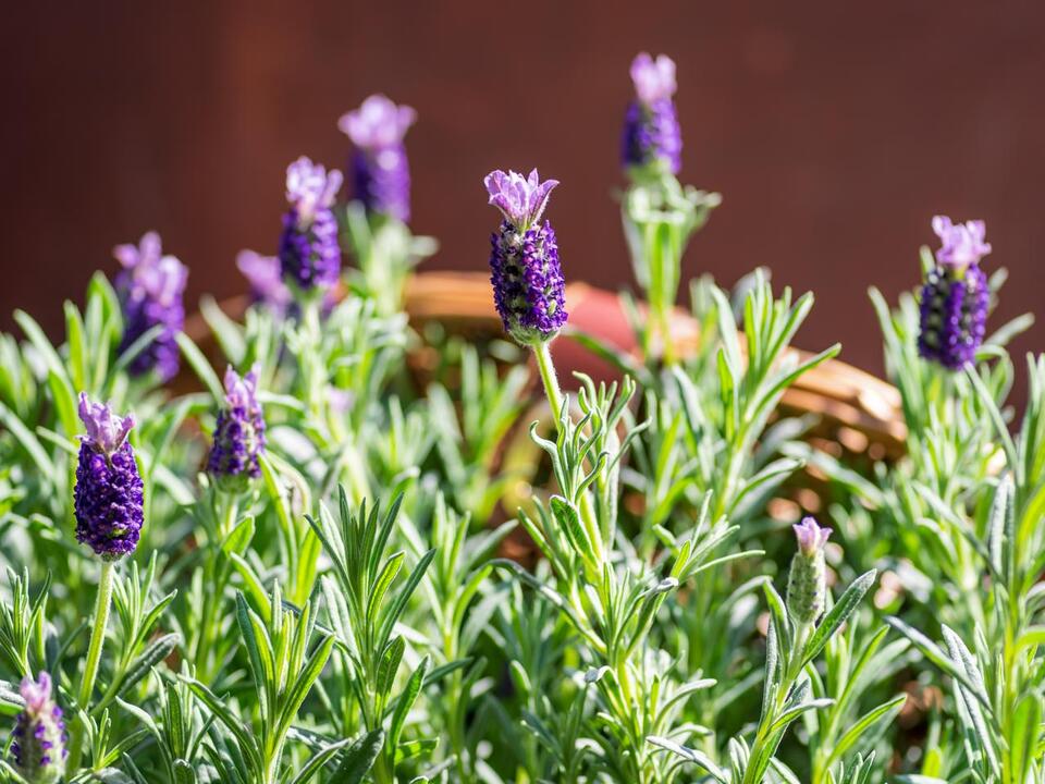 How Far Apart Should You Plant Lavender? The Spacing Tricks to Know for ...