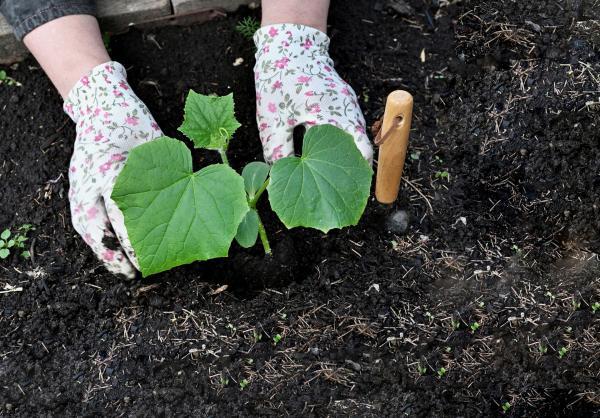 GS Plant Foods Announces Child-Safe Liquid Kelp Fertilizer For Organic ...