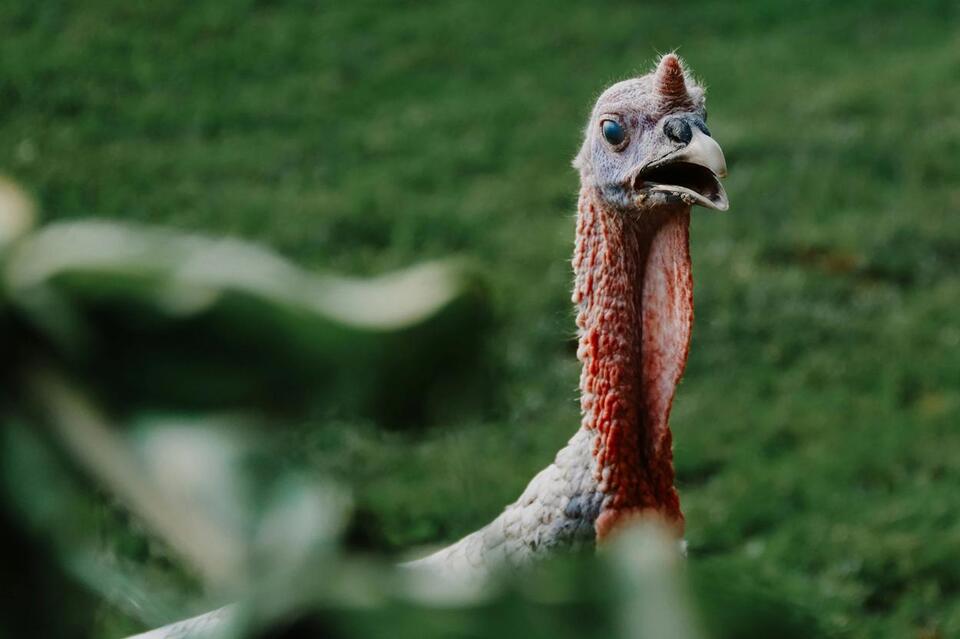 Clinton New York’s Tiny Turkey Trot Returns November 2025 - NewsBreak
