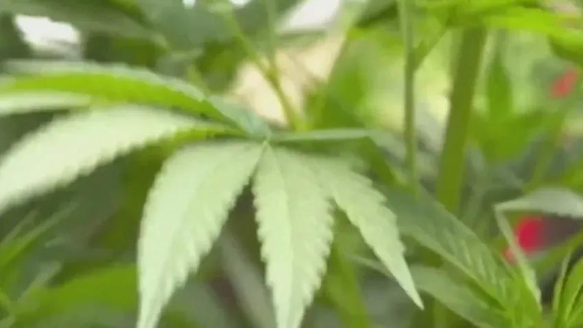What does the reclassification of marijuana mean? Here is all you need ...
