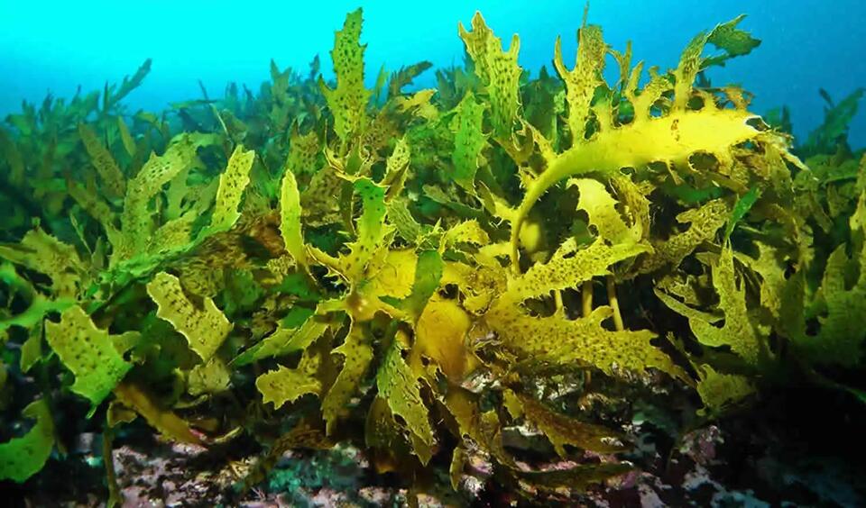 Animals That Eat Kelp: From Sea Urchins to Marine Mammals - NewsBreak