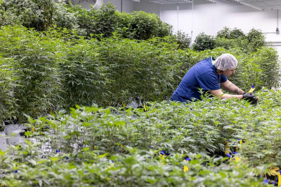 Photo gallery: A look inside medical marijuana facility Mockingbird ...