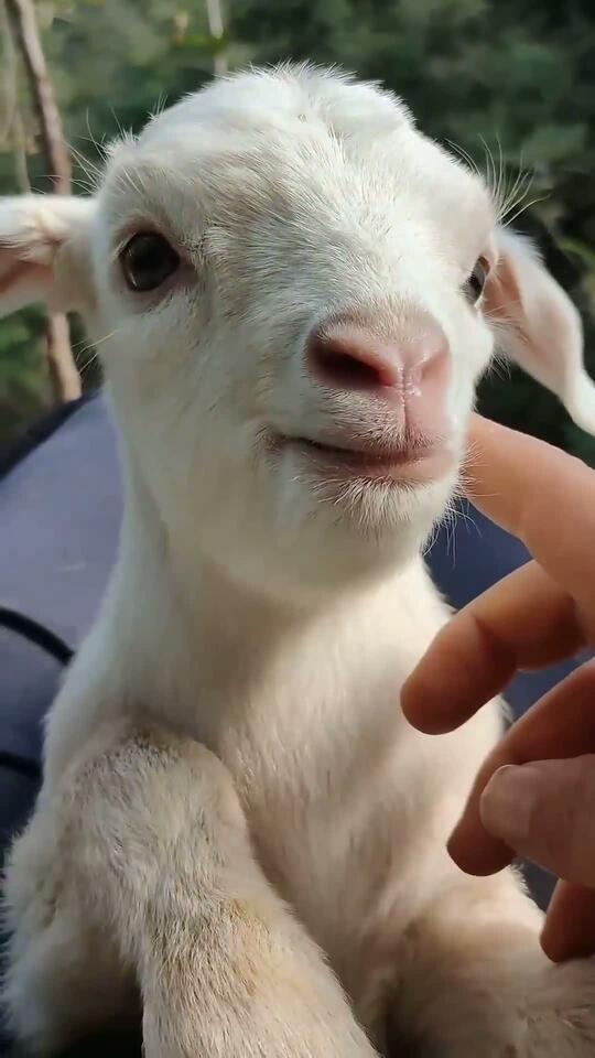 The Baby Goat Suddenly Starts Shouting! 🐐😲🎶 #goat #animals #goatsfaming ...