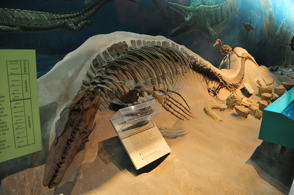 Did Marine Reptiles Like Mosasaurs Have Any Natural Enemies? - NewsBreak