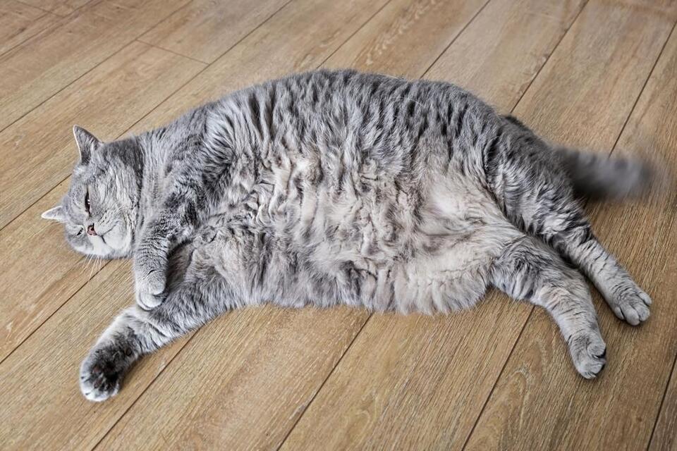 Cornell launches clinical trial of once-weekly GLP-1 therapy for feline ...