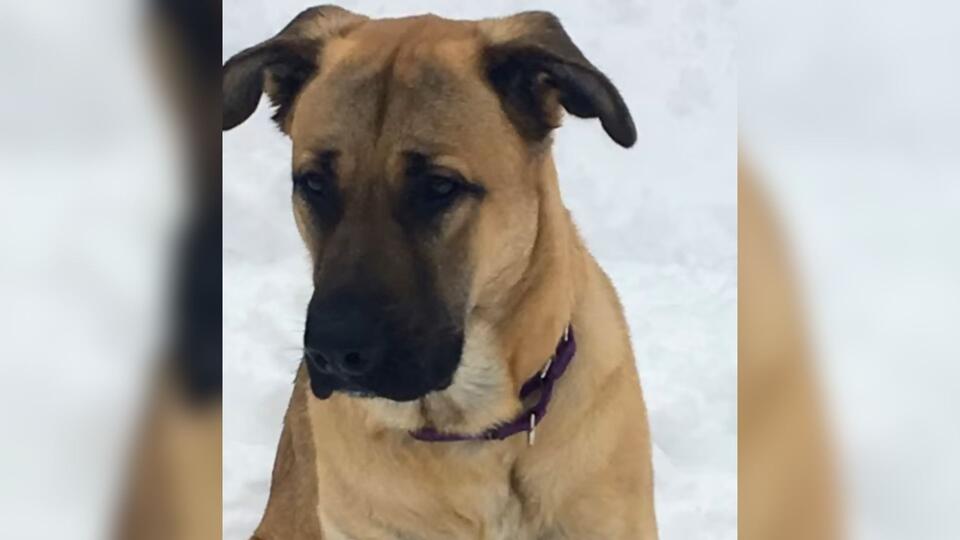 Ohio Woman Finds Shivering Dog By The Roadside And Melts When She Sees ...