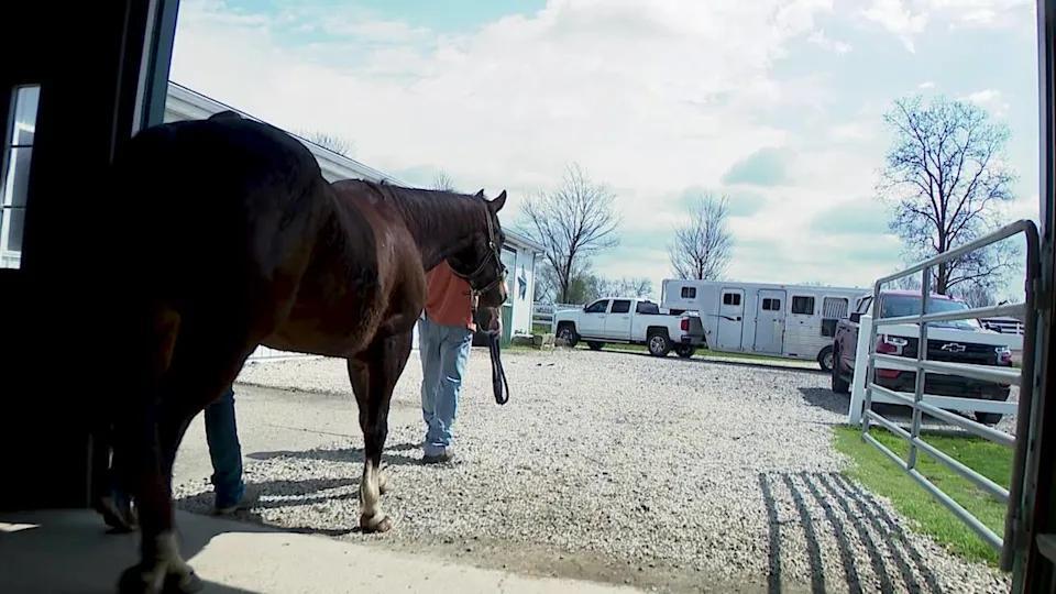 17 horses rescued by Ohio group find new homes - NewsBreak