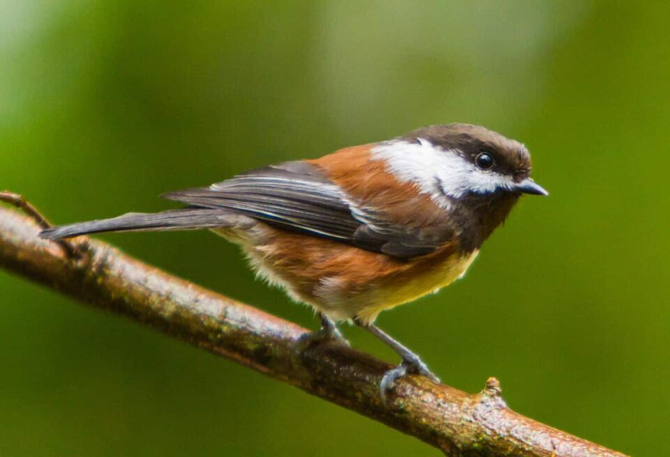 Chestnut Backed Chickadee Identification Common Locations Diet And