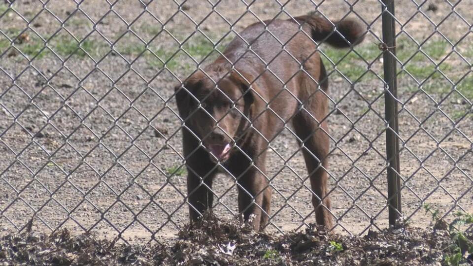 Lewiston council names Lewis Clark Animal Shelter as sole service for ...