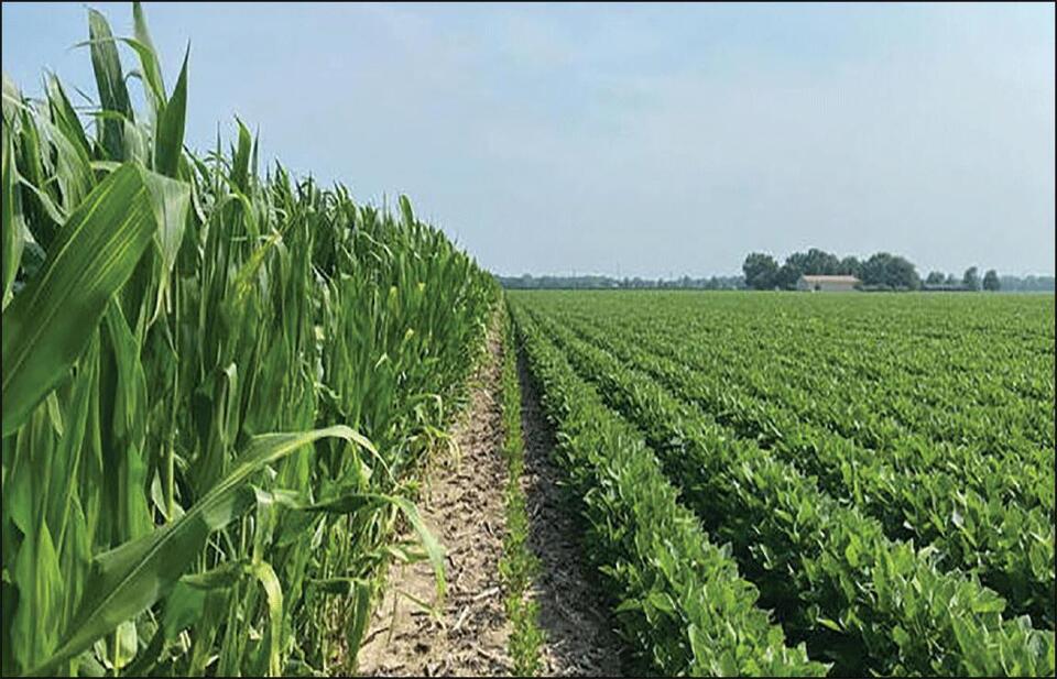 Crop rotation benefits, trade-offs studied - NewsBreak