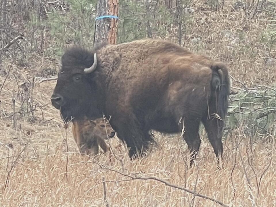 Bison kills 70-year-old woman in Custer State Park - NewsBreak