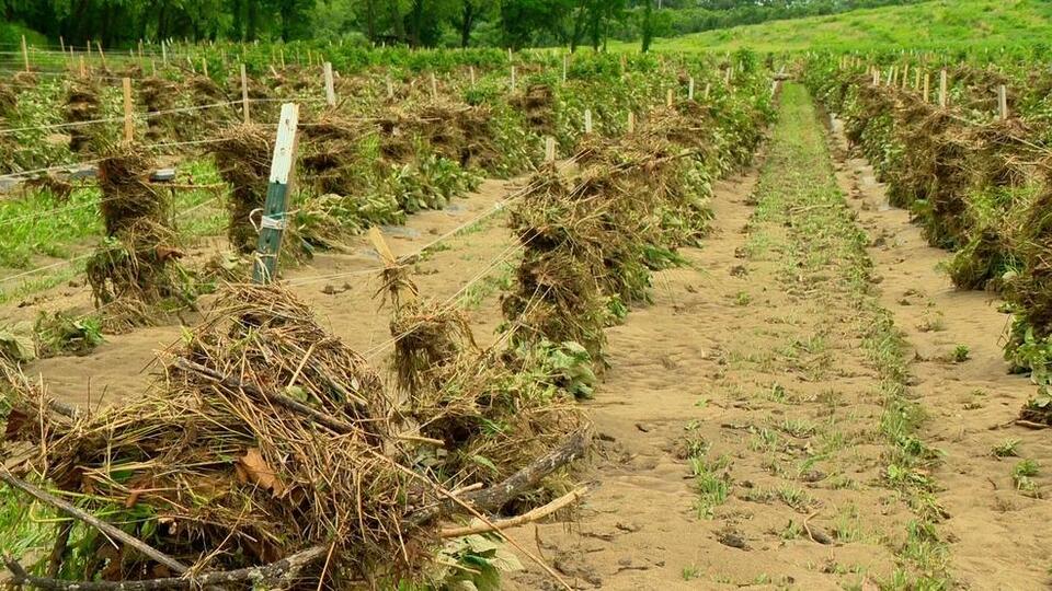 Flooding destroys Henderson County raspberry crop, costing farm about ...