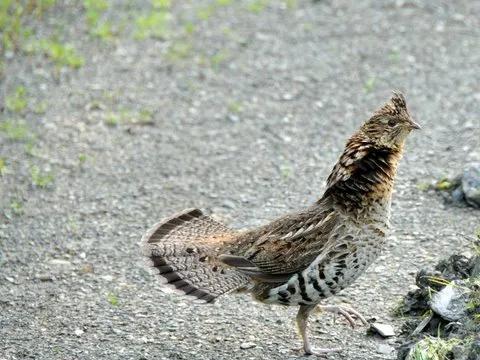 Watch this drumming ruffed grouse