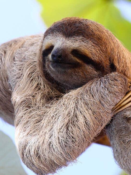 Unveiling the Top 5 Slowest Animals on Earth - NewsBreak