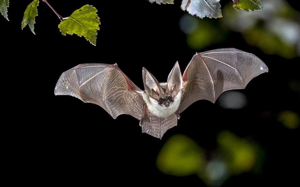 The 10 Most Common Animals That Represent Death - NewsBreak