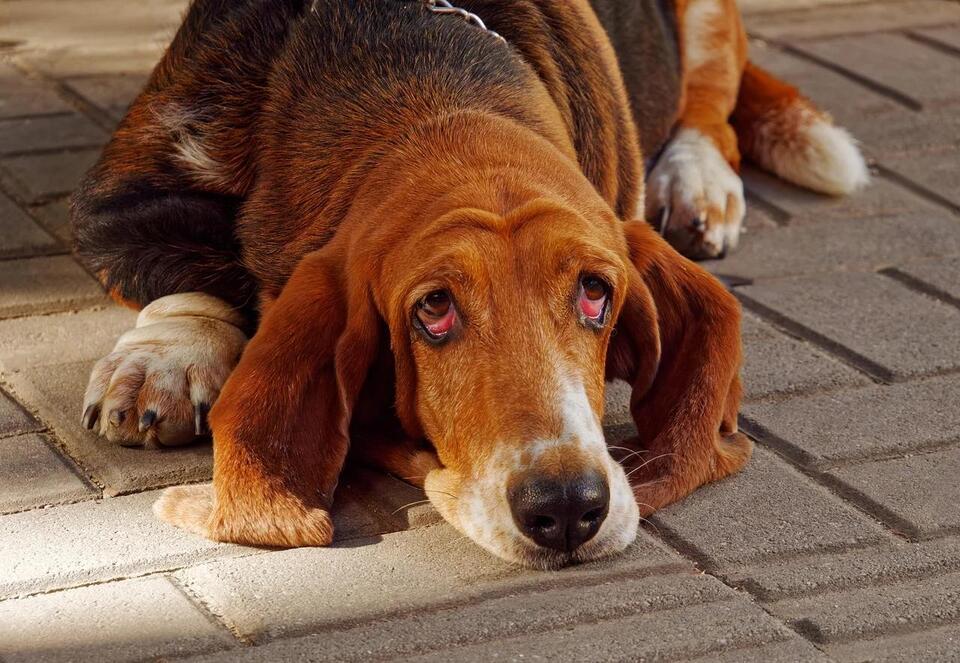 10 Dog Breeds That Stink and Drool the Most - NewsBreak