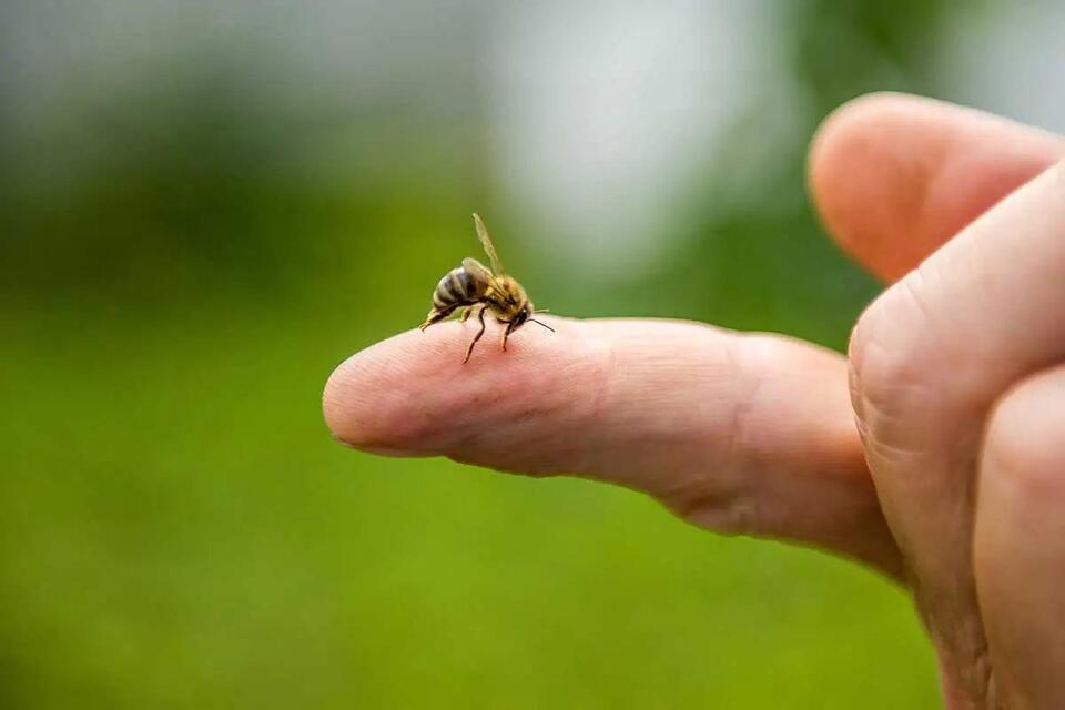 12 Biting Insects in Iowa You Need to Watch Out For - NewsBreak