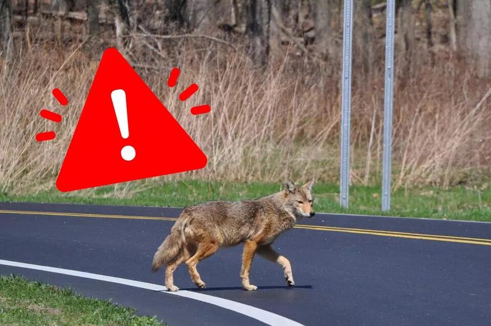 Beware: Human-Coyote Incidents on the Rise in Washington Neighborhoods ...