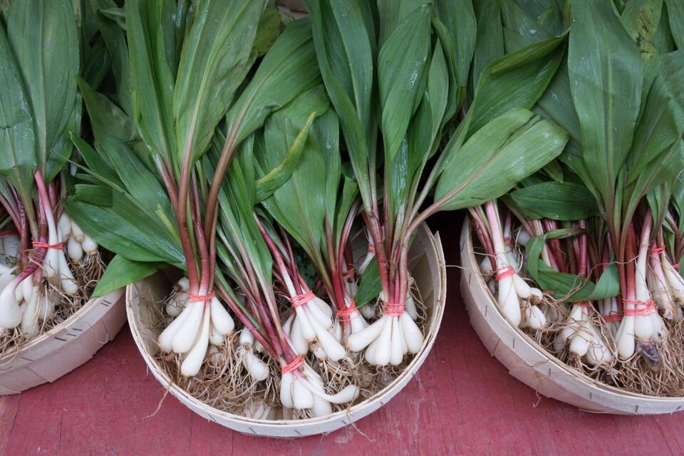 As Ramps Season Comes to a Close, Local Chefs Share Their Love for the ...