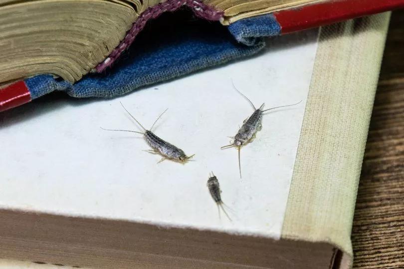 Tiny silver insect invading homes in October is sign of huge problem ...