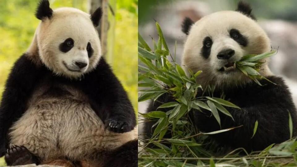 For First Time in 2 Decades, China is Sending New Giant Pandas to U.S ...