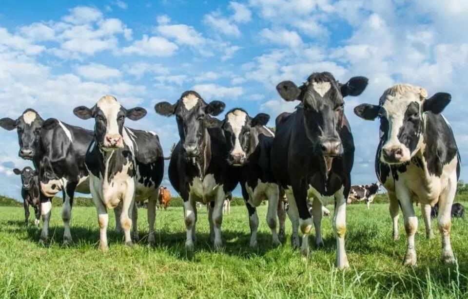 Foodies Are Flocking To This Off-Grid New York Cow Town - NewsBreak
