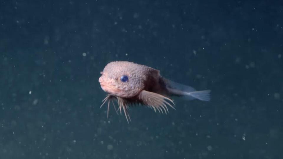 Biologists Discover ‘Adorable’ Deep-Sea Fish Species - NewsBreak