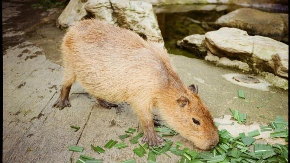 Missing Capybara Samba Captures UK Hearts at Marwell Zoo - NewsBreak