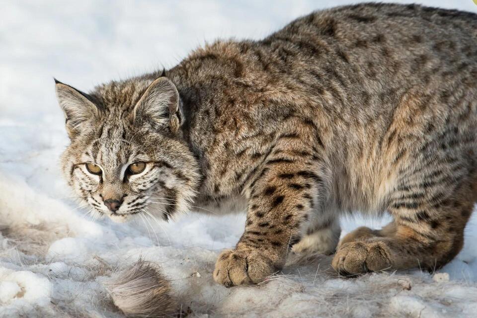 Bobcat hunting and trapping licenses need to be purchased by Nov. 30 ...