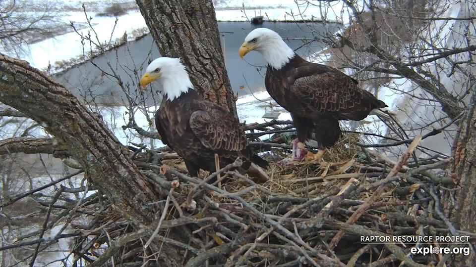 You asked and we answered: the new Decorah Eagles Cam is online ...