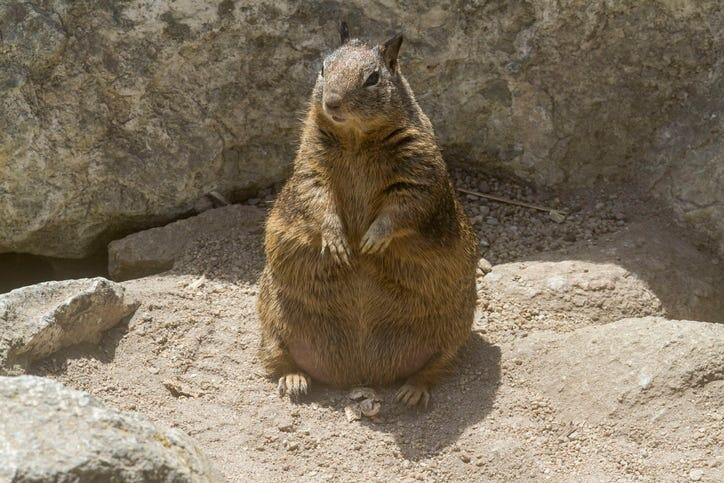 Super fat squirrel caught on camera on University of Michigan campus ...