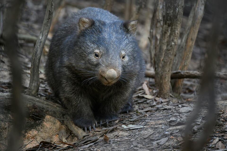 The Wombat’s Cube-Shaped Poop and the Physics Behind It - NewsBreak