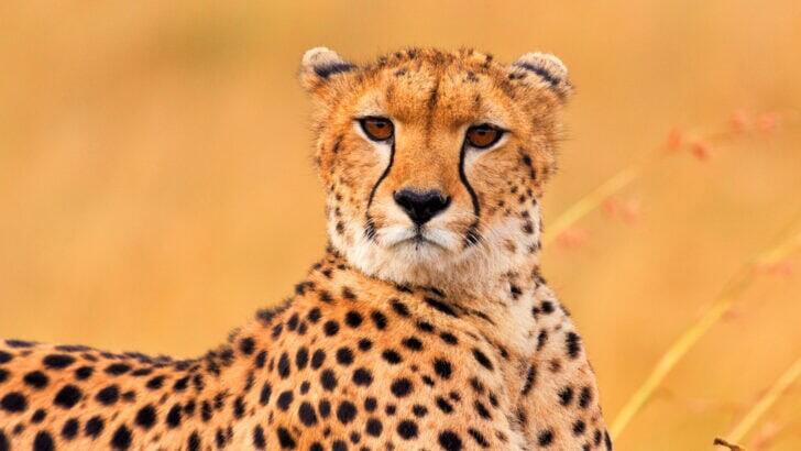 How the Cheetah Spirit Animal Inspires Speed and Focus - NewsBreak