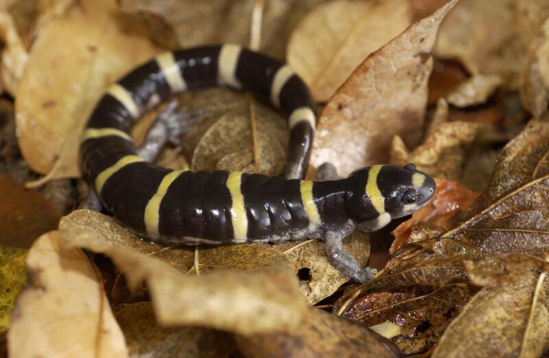 A Naturalist Voice: Have a Little Faith, Enjoy a Personal Journey ...