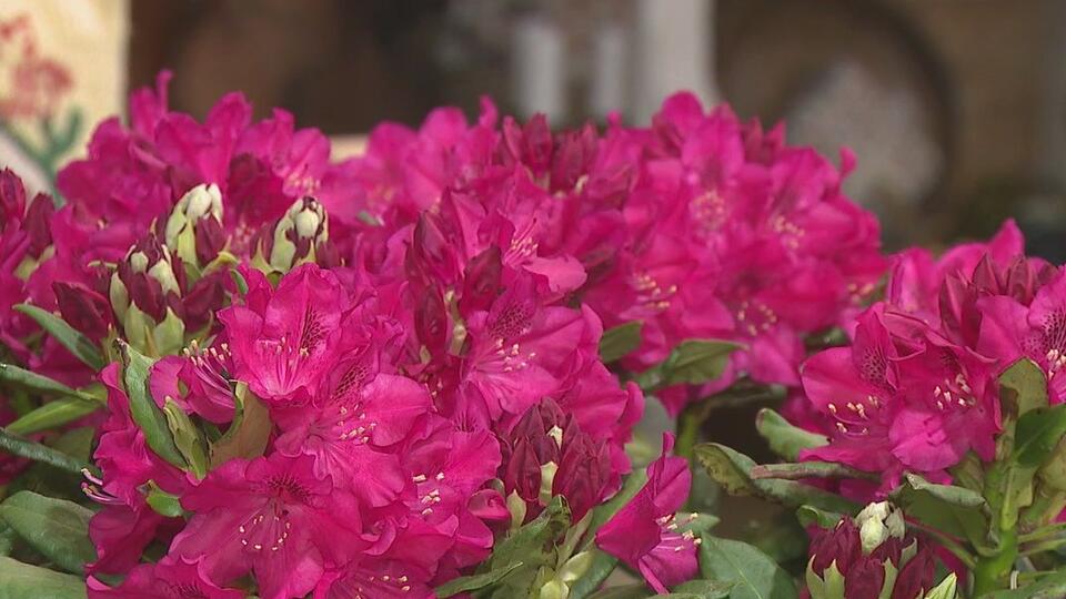Pike Nurseries' garden gifts for Mother's Day - NewsBreak