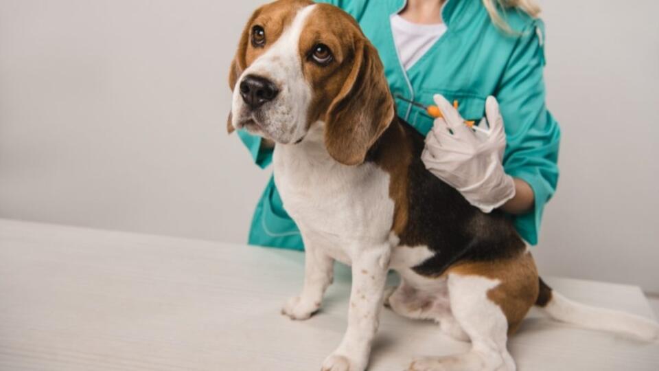 Over 200 Dogs and Cats Rescued From Animal Testing Lab - NewsBreak