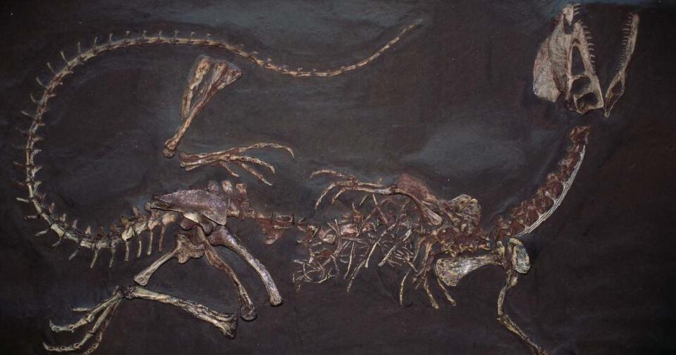 Rare Fossil Found in China Reveals Two-Headed Creature That Lived ...