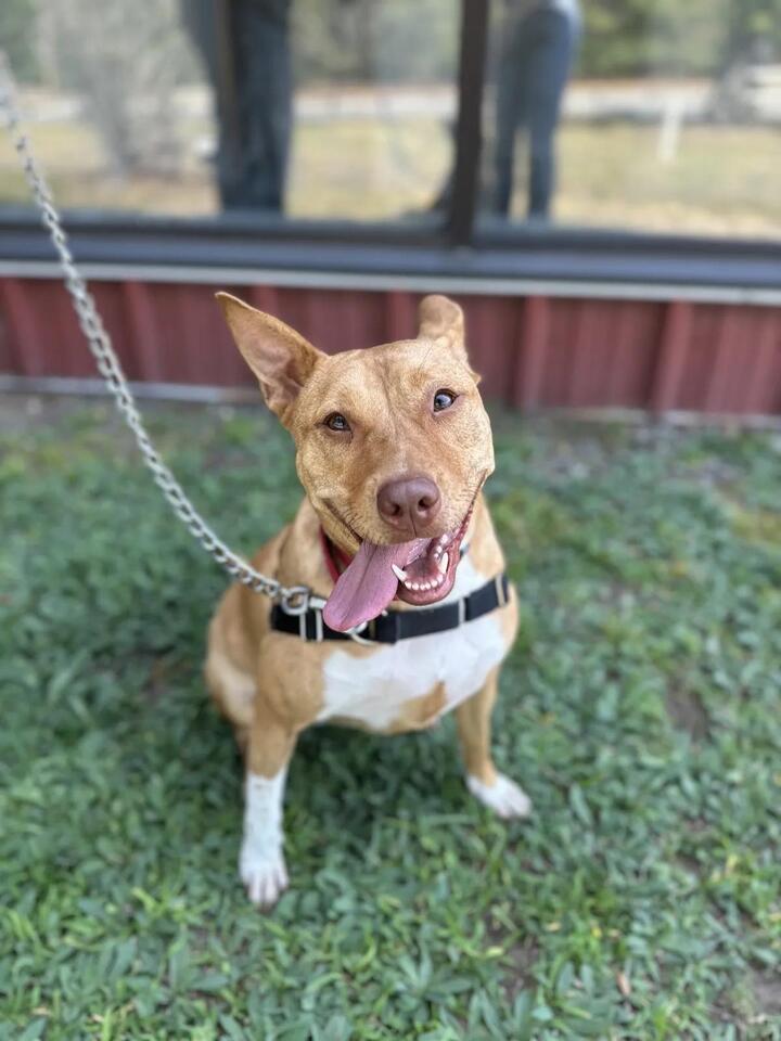 Dozens of Massachusetts dogs need homes as MSPCA waives fees - NewsBreak