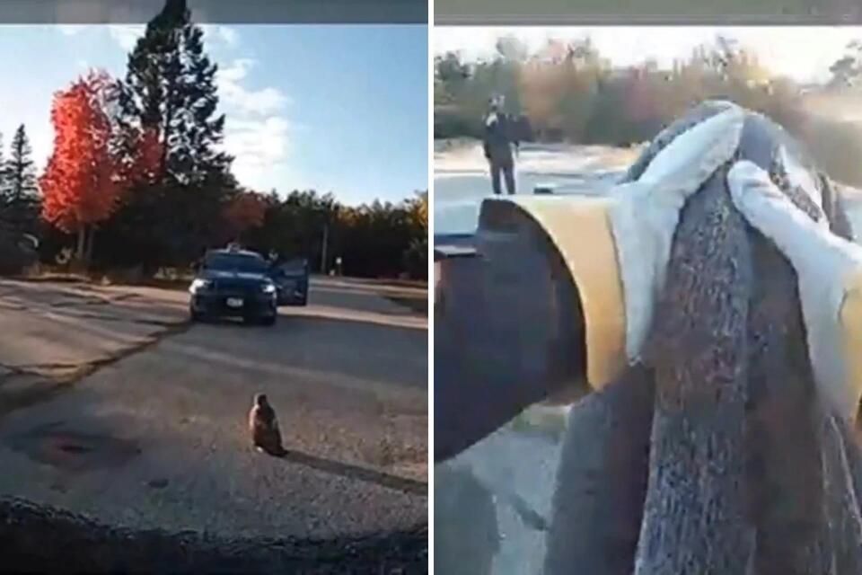 Red-Tailed Hawk in Trouble: Watch Michigan Troopers Step In - NewsBreak