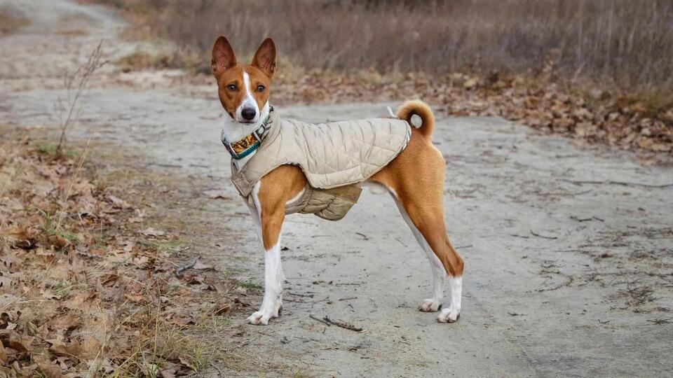 7 Underrated Quiet Dog Breeds for Serene Homes - NewsBreak