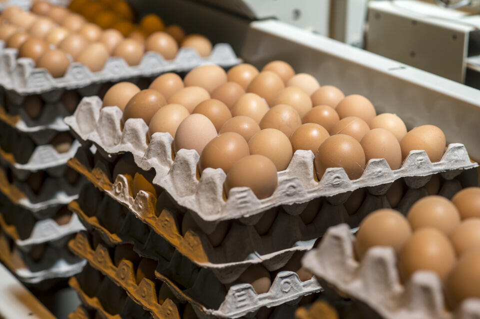 Eggs Recalled After Millions Linked To Salmonella: Here’s Everything To ...