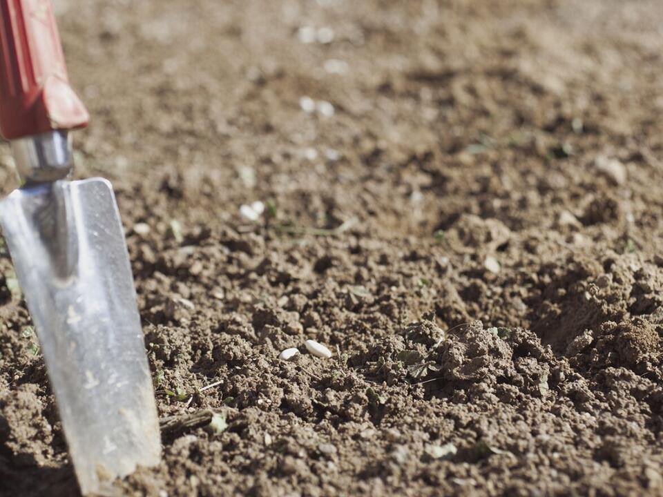 What to know about reseeding or replanting your lawn