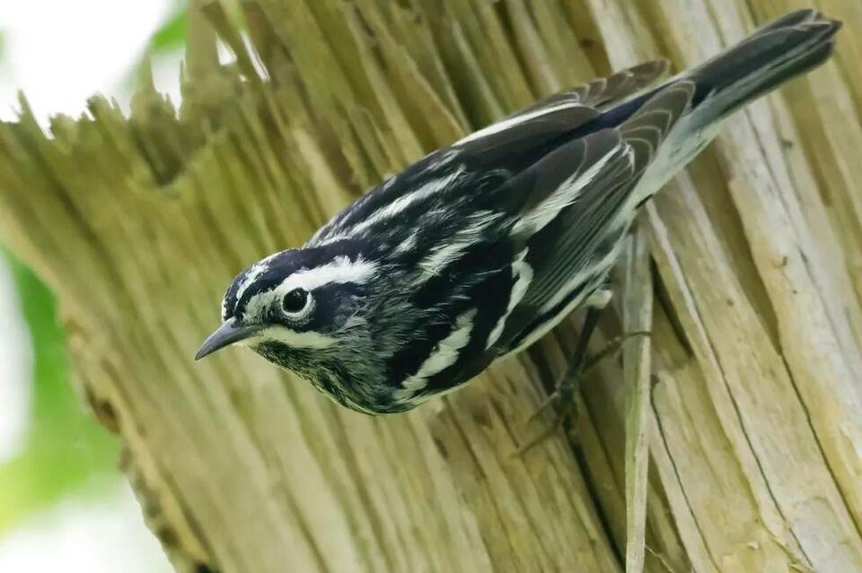 Michigan Bird Migration Starts Early as Temperatures Drop - NewsBreak