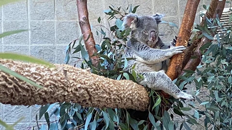 Columbus Zoo animals thriving despite harsh winter weather - NewsBreak