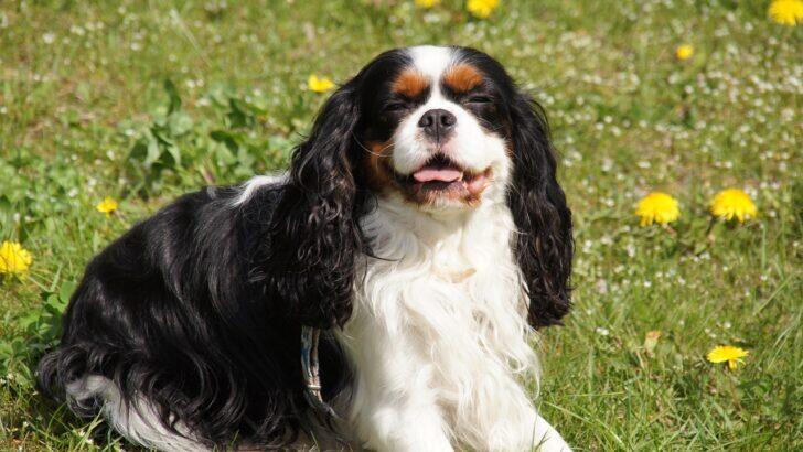 20 Dog Breeds That Age Backwards (The Older They Get, The Cuter They ...