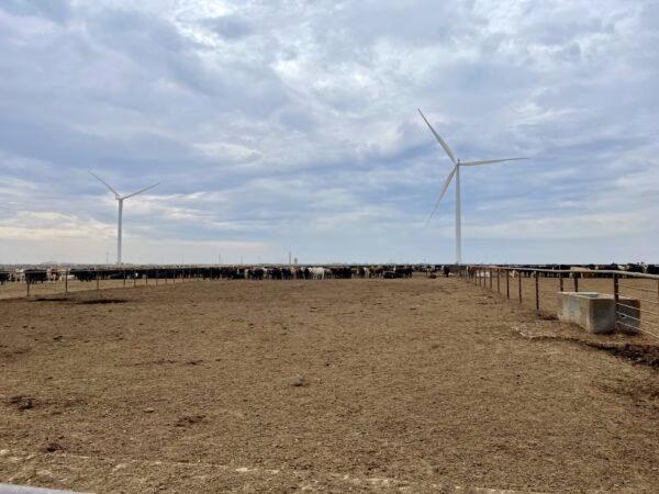 New World screwworm detections rise in Mexico, raising fresh concerns ...