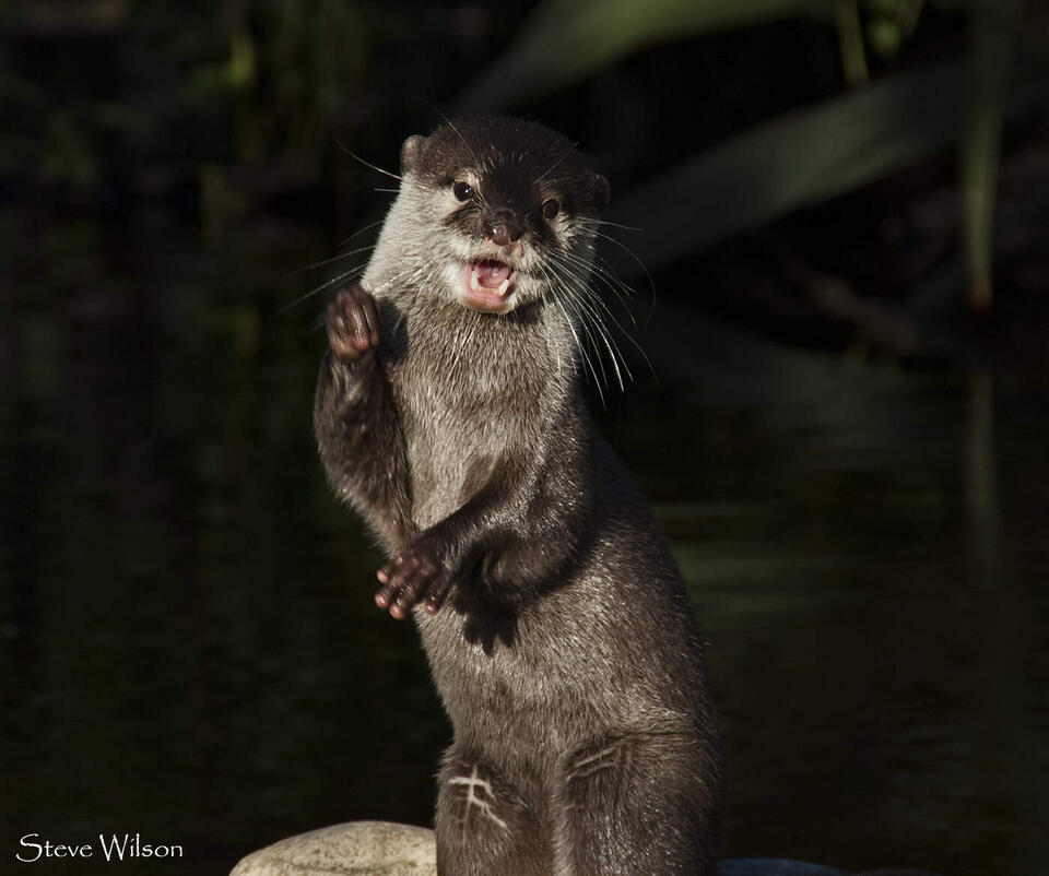 Otters Dance Before Pooping, Plus More Fun Facts - NewsBreak